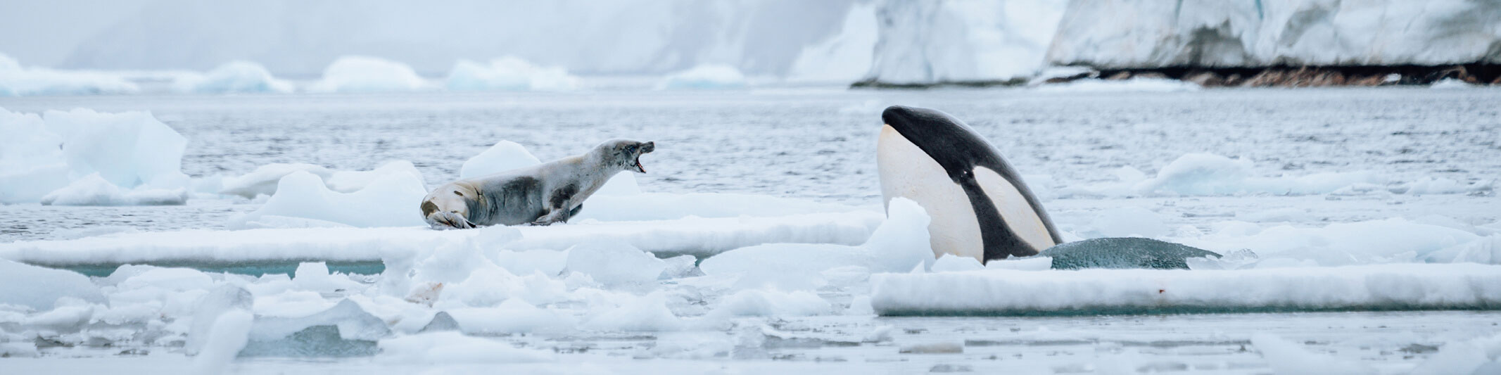 Small Group Touring & Expedition 2026: Polar Expeditions | Travel ...