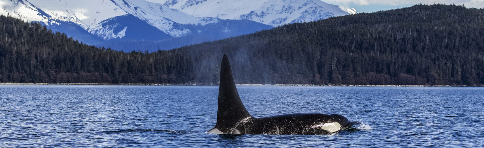 What to Expect When Cruising The Inside Passage | Travel Associates